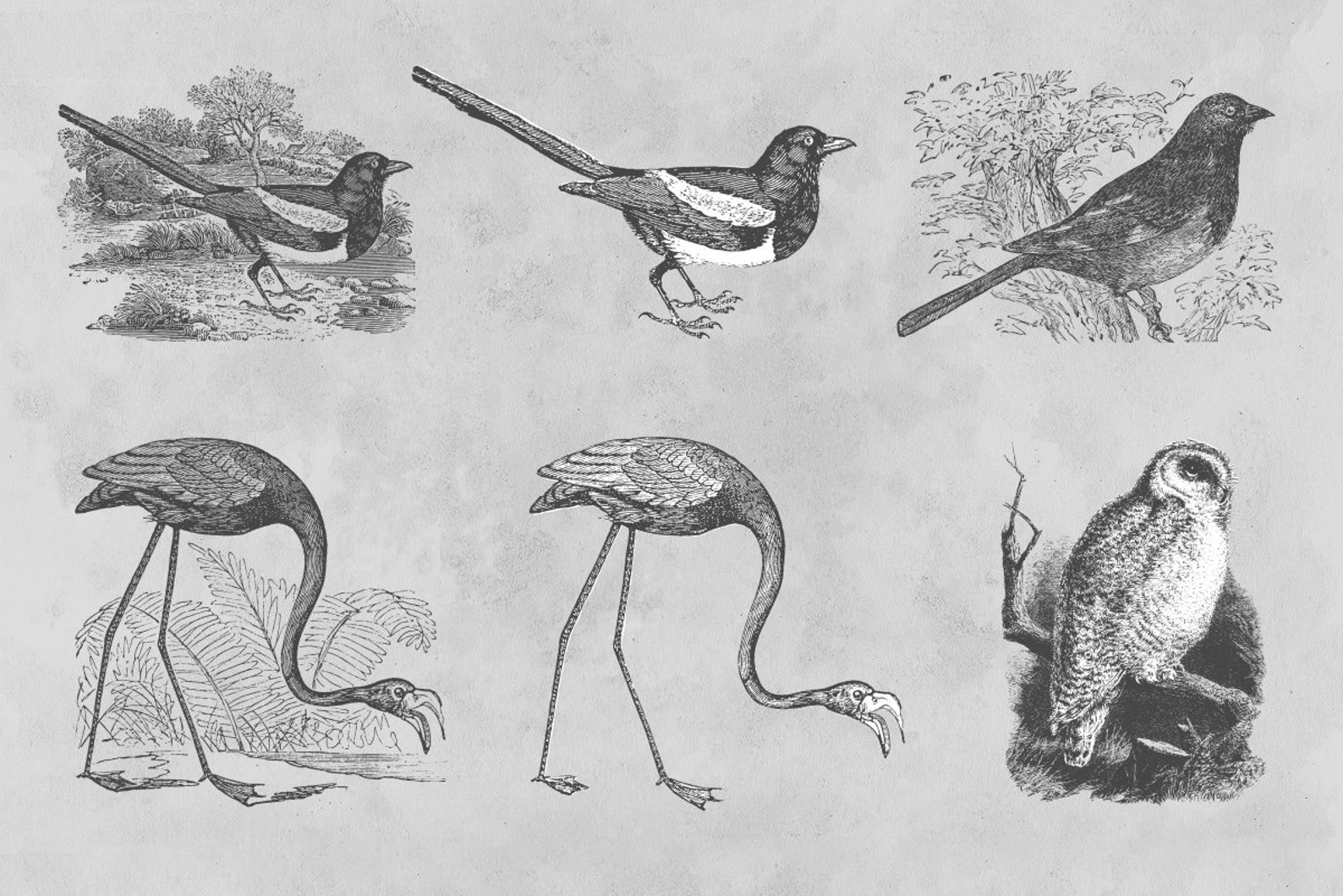38 Vintage Engravings of Birds vector JPG and PNG Included - Etsy