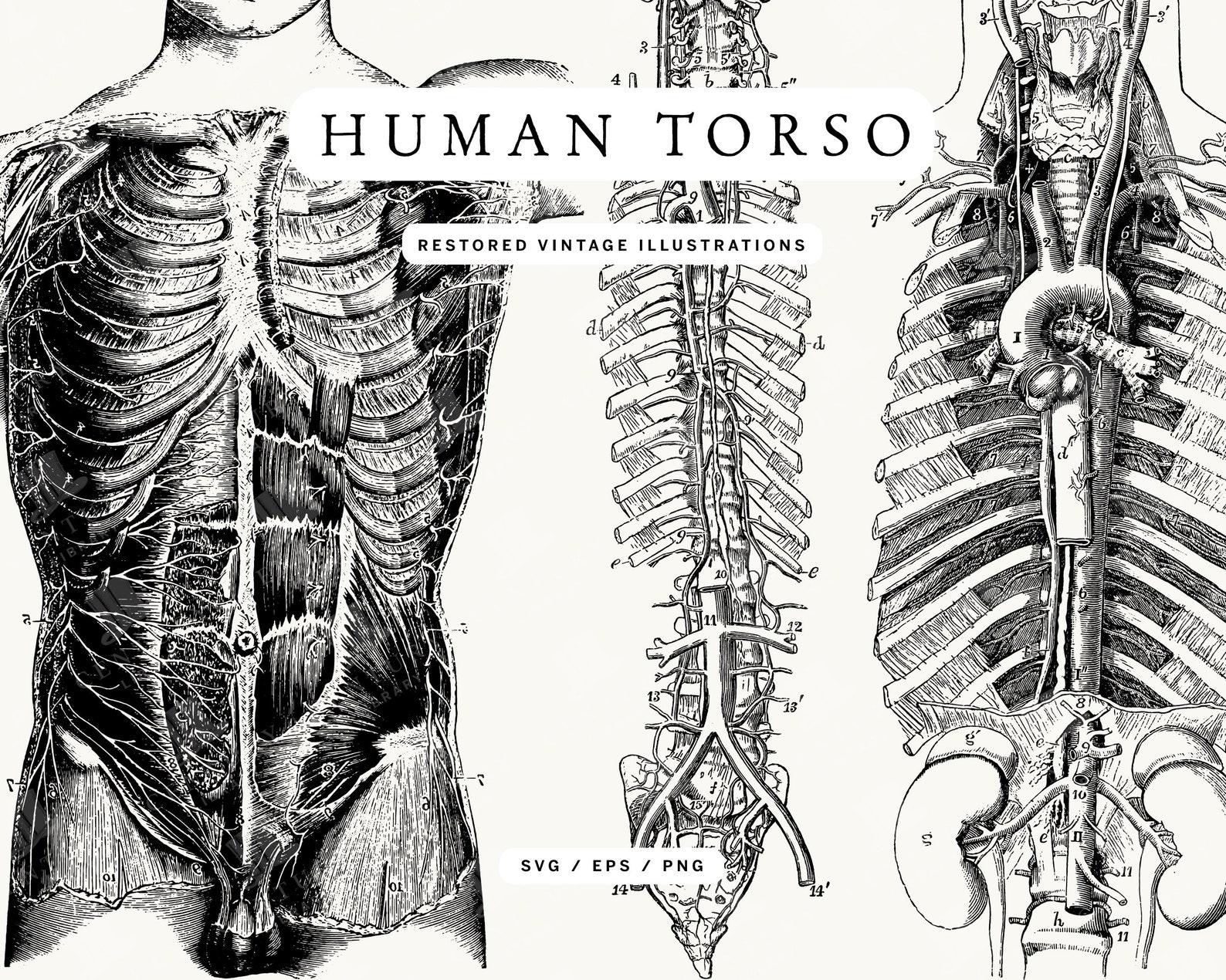 Human Spine and Ribs Line Art Illustrations - Vintage Anatomy Clipart ...