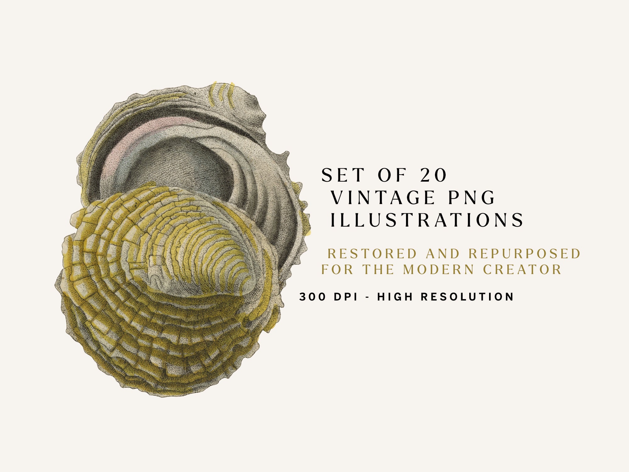 Vintage Shells PNG Clipart, Transparent Illustration Pngs, Set of 20 ...