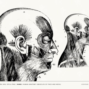Isolated Human Head Line Art Anatomy Illustrations in PNG, SVG, and EPS ...