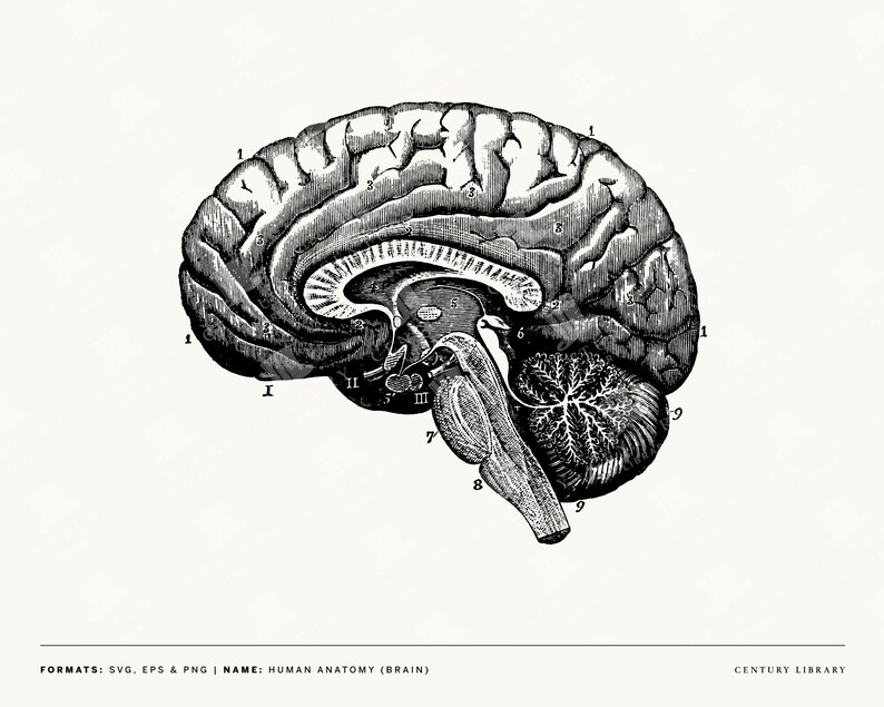 Isolated SVG Illustrations of the Human Brain - Anatomy Clipart (pngs ...