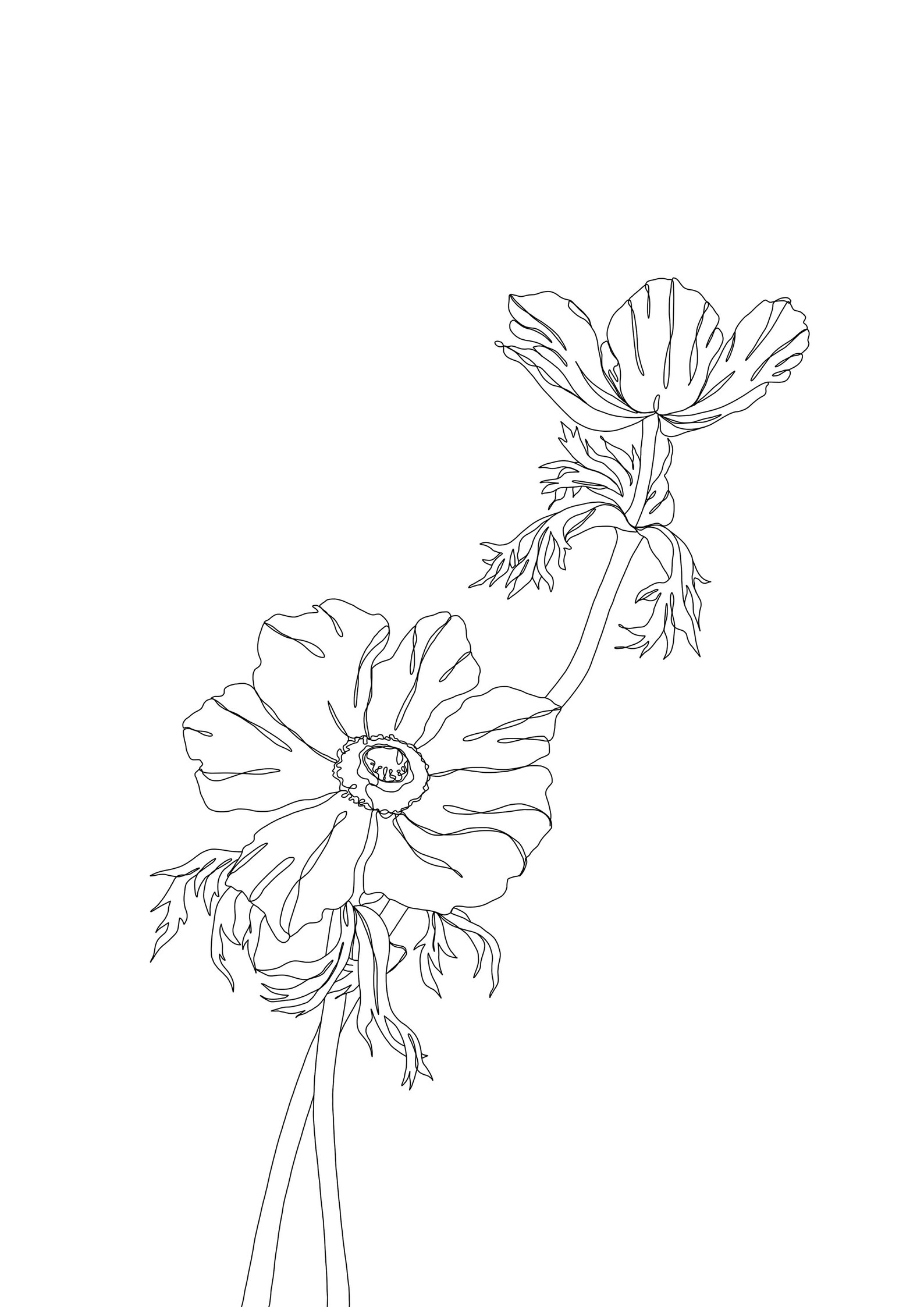 Art Print, Botanical Anemone Line Drawing, Black and White Illustration ...
