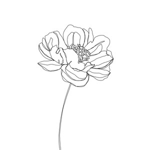 Stem Flower Illustration Art Print, Botanical Line Drawing, 5x7, A5 ...