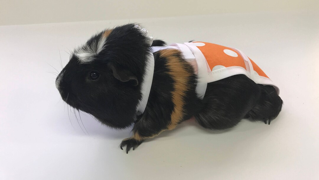 Polka Dot Guinea Pig Diaper – Adjustable Pet Pants - Etsy