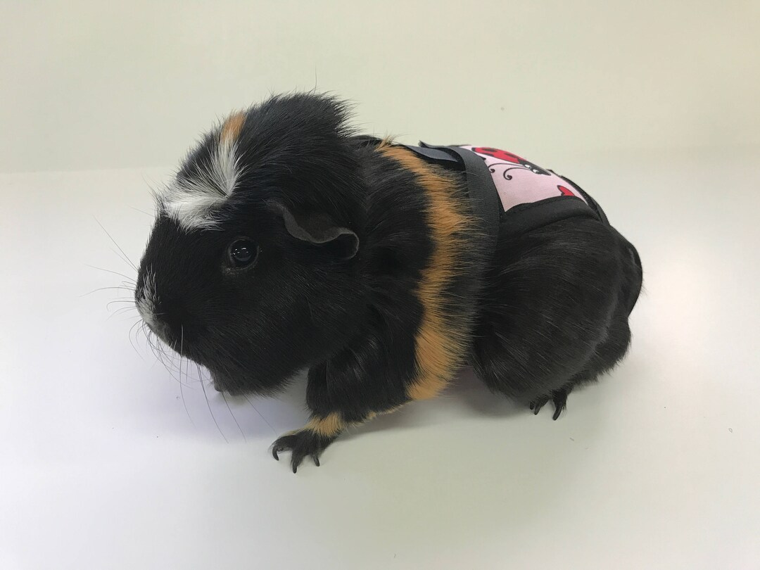 Piggy Pants Diaper – Pink Ladybug Design, Guinea Pig Apparel - Etsy ...