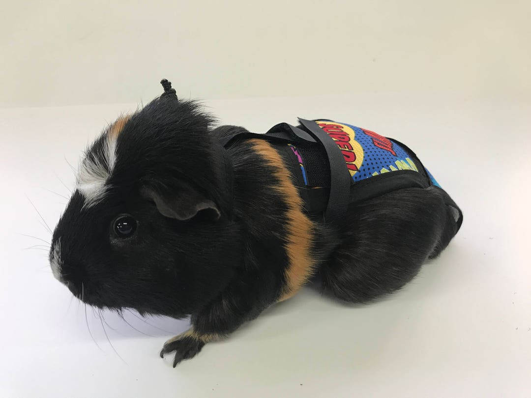Guinea Pig Diaper – WOW Adjustable Comfort Fit, Cotton Polyester - Etsy