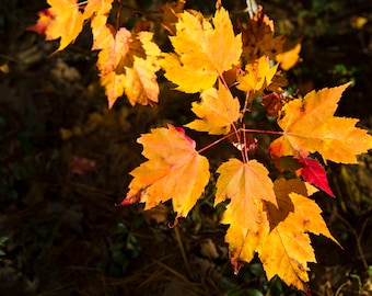 Golden Maple Leaves Photo, Nature Photography, Fall Color Print, Yellow ...