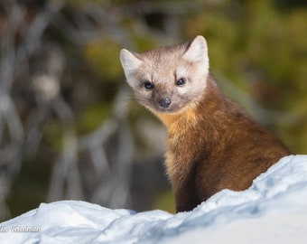 Pine Marten Fine Art Print, Snowy Fine Art Photography, Home Wall Decor ...