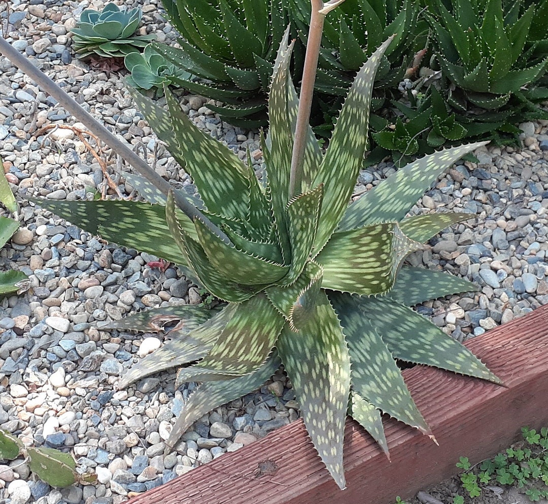Aloe Maculata Robusta zebra Aloe soap Aloe Live Rooted Plant in 4 ...