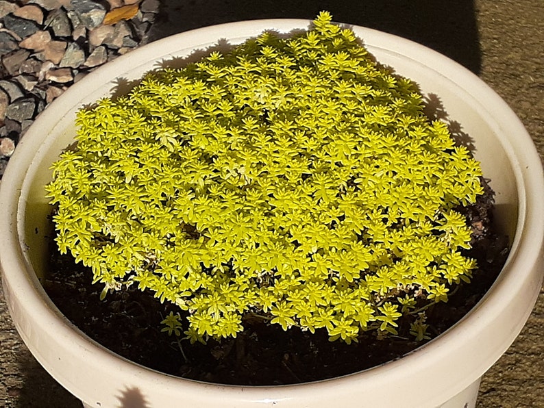 Sedum Tokyo Sun Radiant Yellow Stone Crop for Lively Gardens Live ...