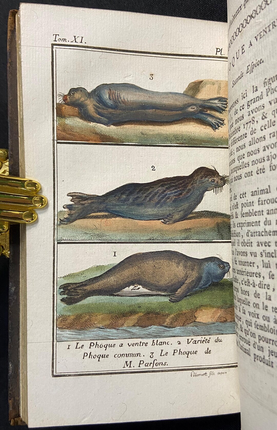 Antique 1787 Buffon Natural History Book: Hand-colored Plates, Leather ...