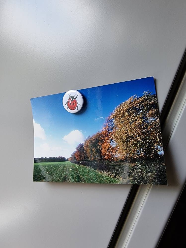 Fridge Magnet “fox Portrait” - Etsy