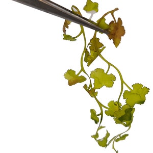 SVG & DXF File. Dollhouse 12th and 6th Scale Vines and Bines Bundle ...