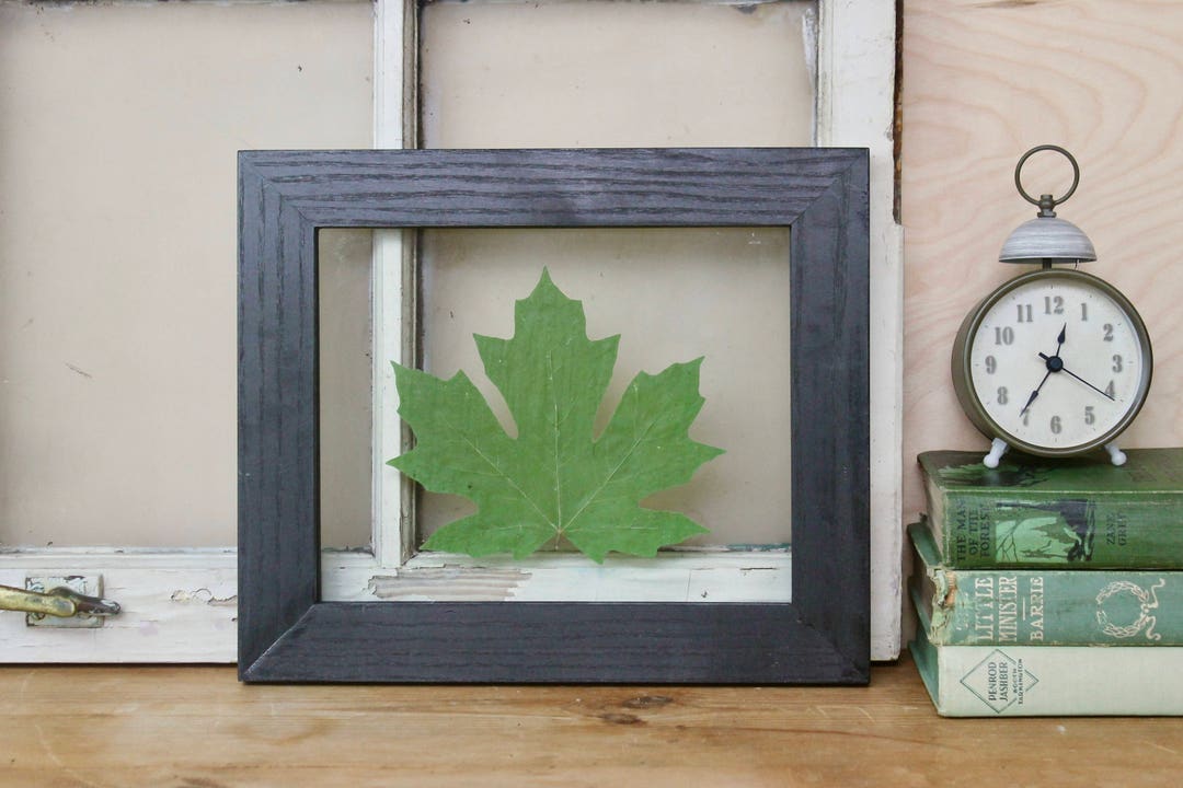 Maple Leaf Art Framed Leaves Pressed Plants Specimen Art - Etsy