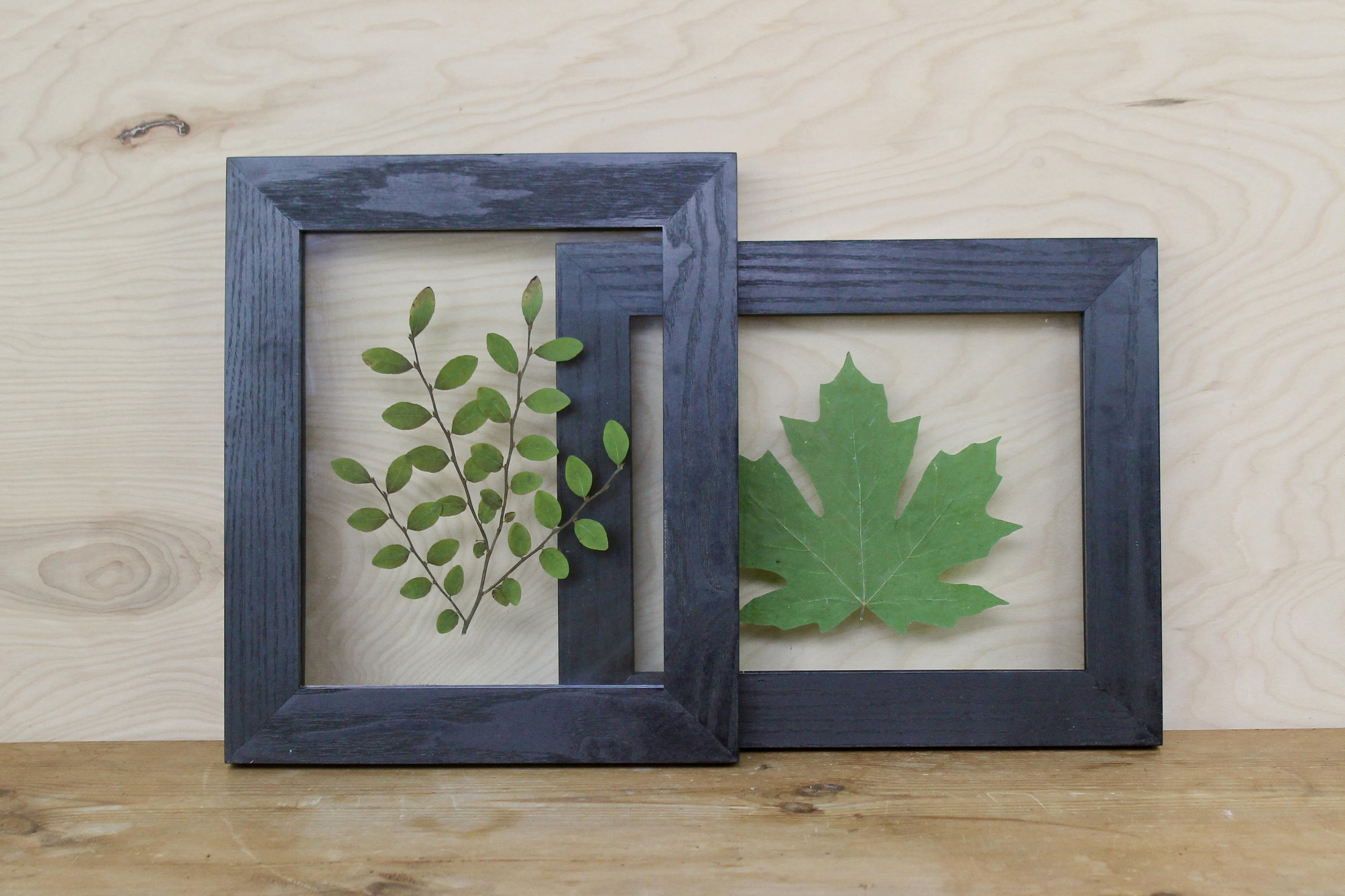 Maple Leaf Art Framed Leaves Pressed Plants Specimen Art - Etsy
