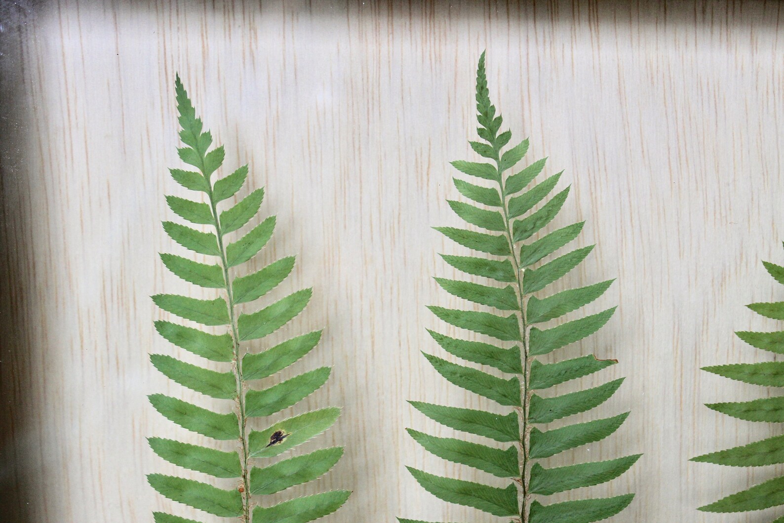 Pressed Fern Framed Botanical Art Green Fern Decor Rustic | Etsy