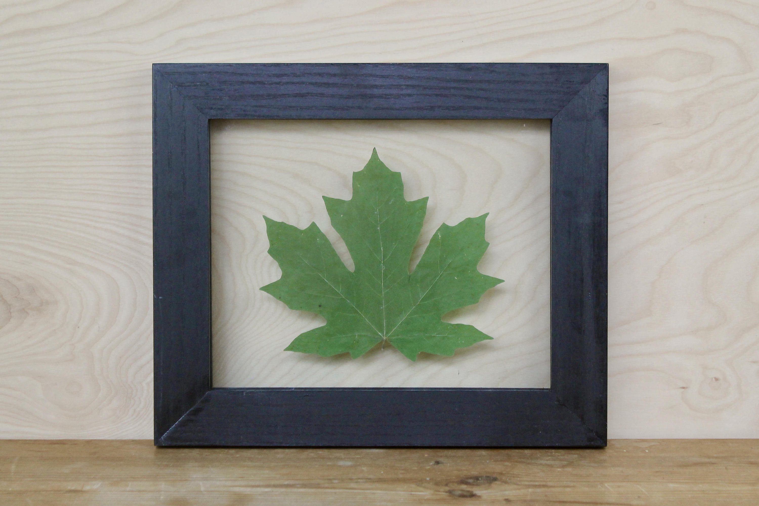 Maple Leaf Art Framed Leaves Pressed Plants Specimen Art - Etsy