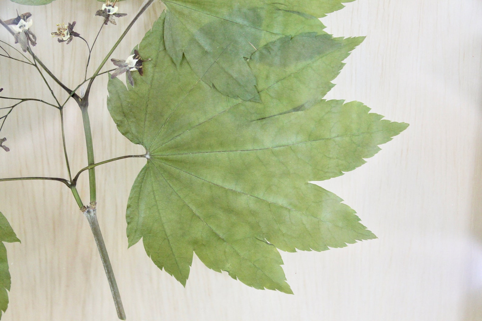 Pressed Maple Leaves Framed Tree Art Pacific Northwest | Etsy