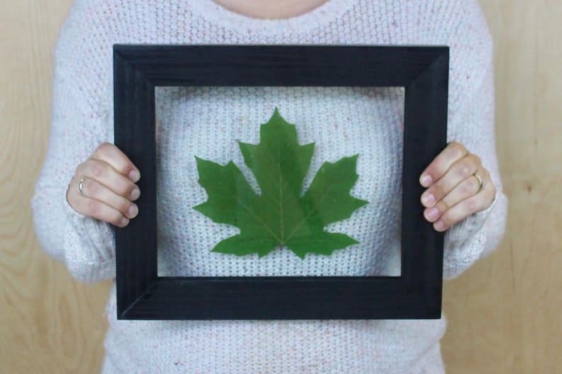Maple Leaf Art Framed Leaves Pressed Plants Specimen Art | Etsy