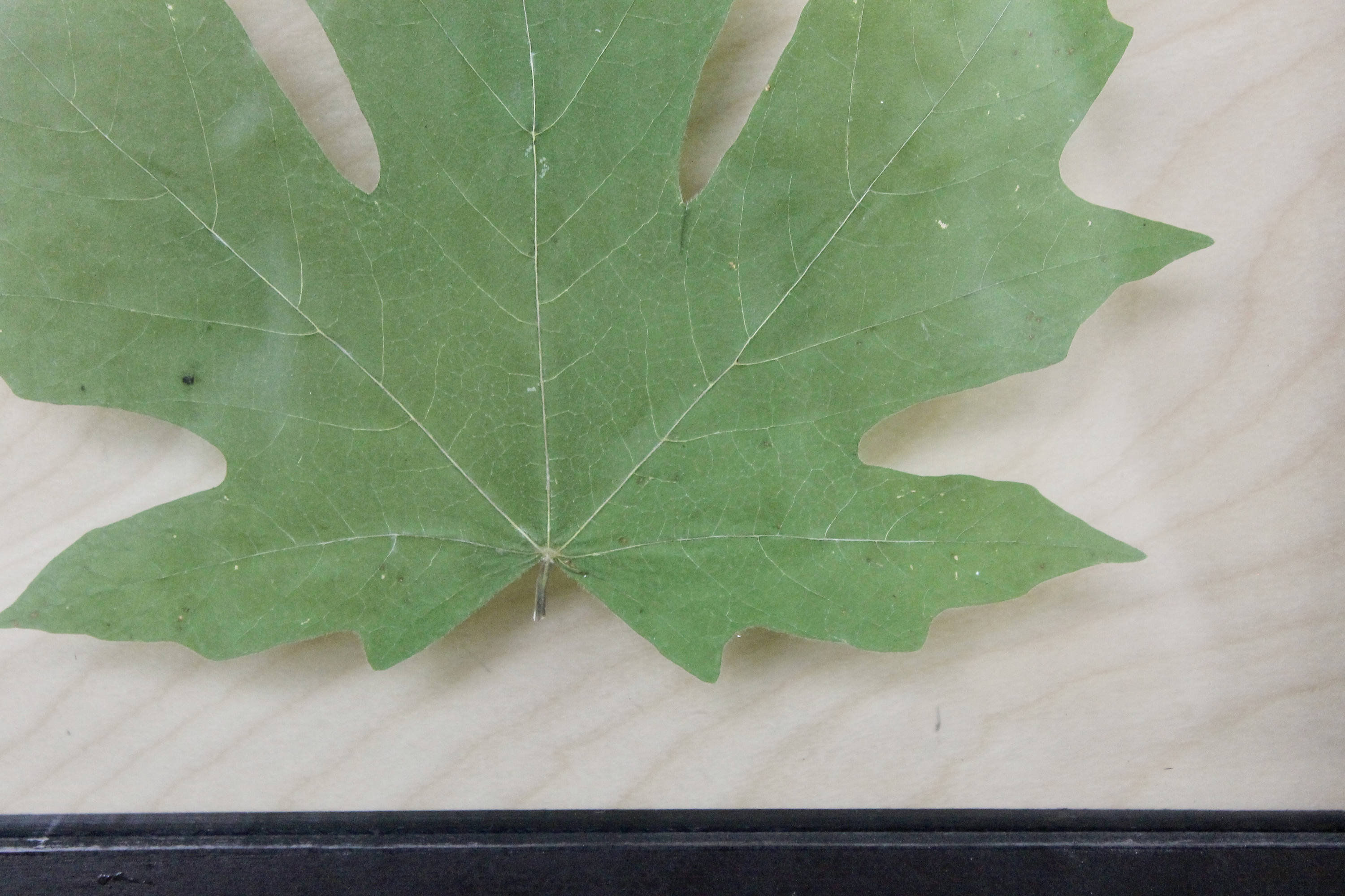 Maple Leaf Art Framed Leaves Pressed Plants Specimen Art - Etsy