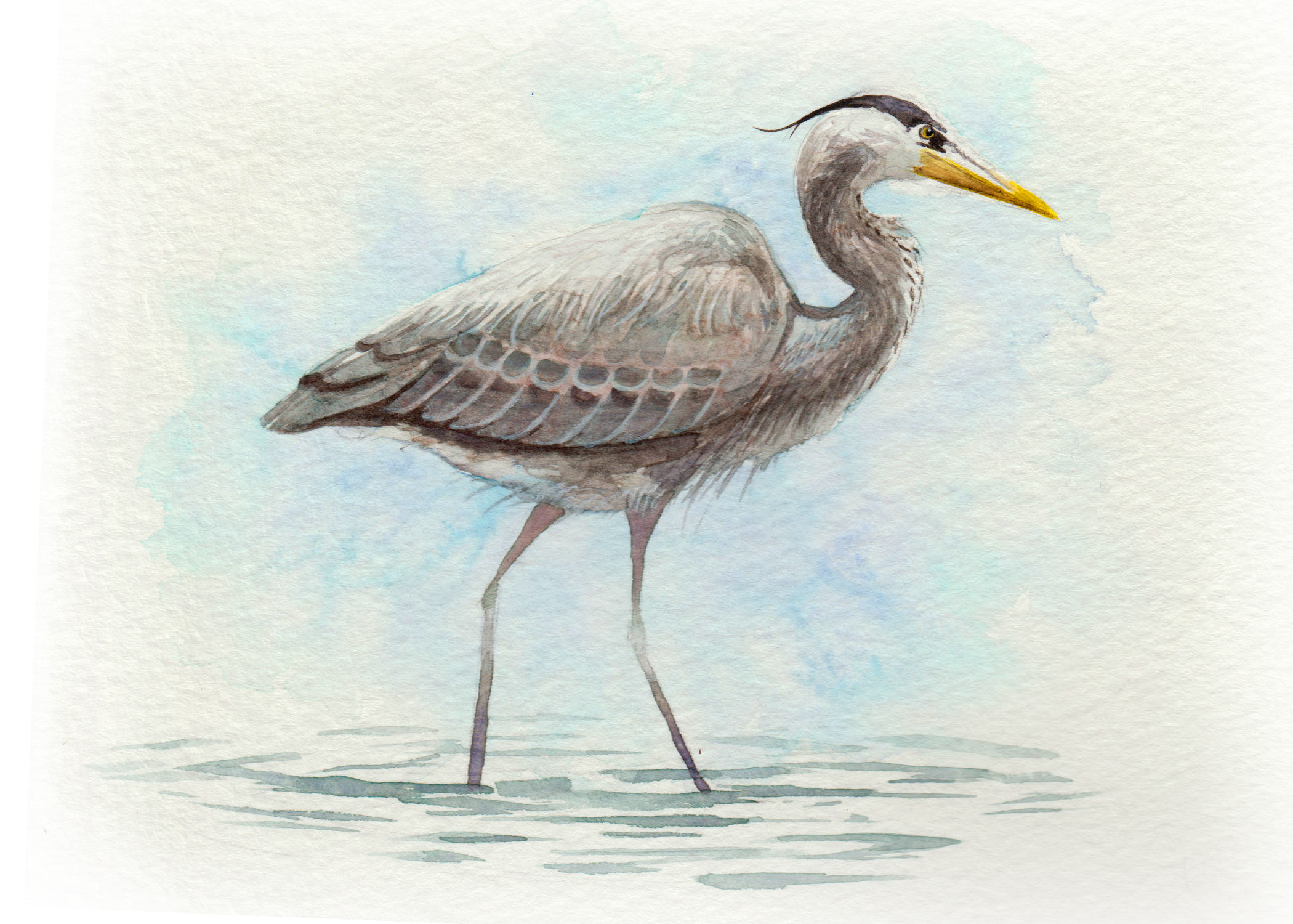 Watercolor Great Blue Heron 5x7 Postcard Print - Etsy Israel