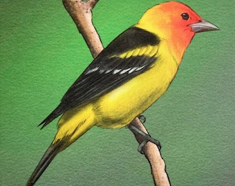 Western Tanager - Etsy
