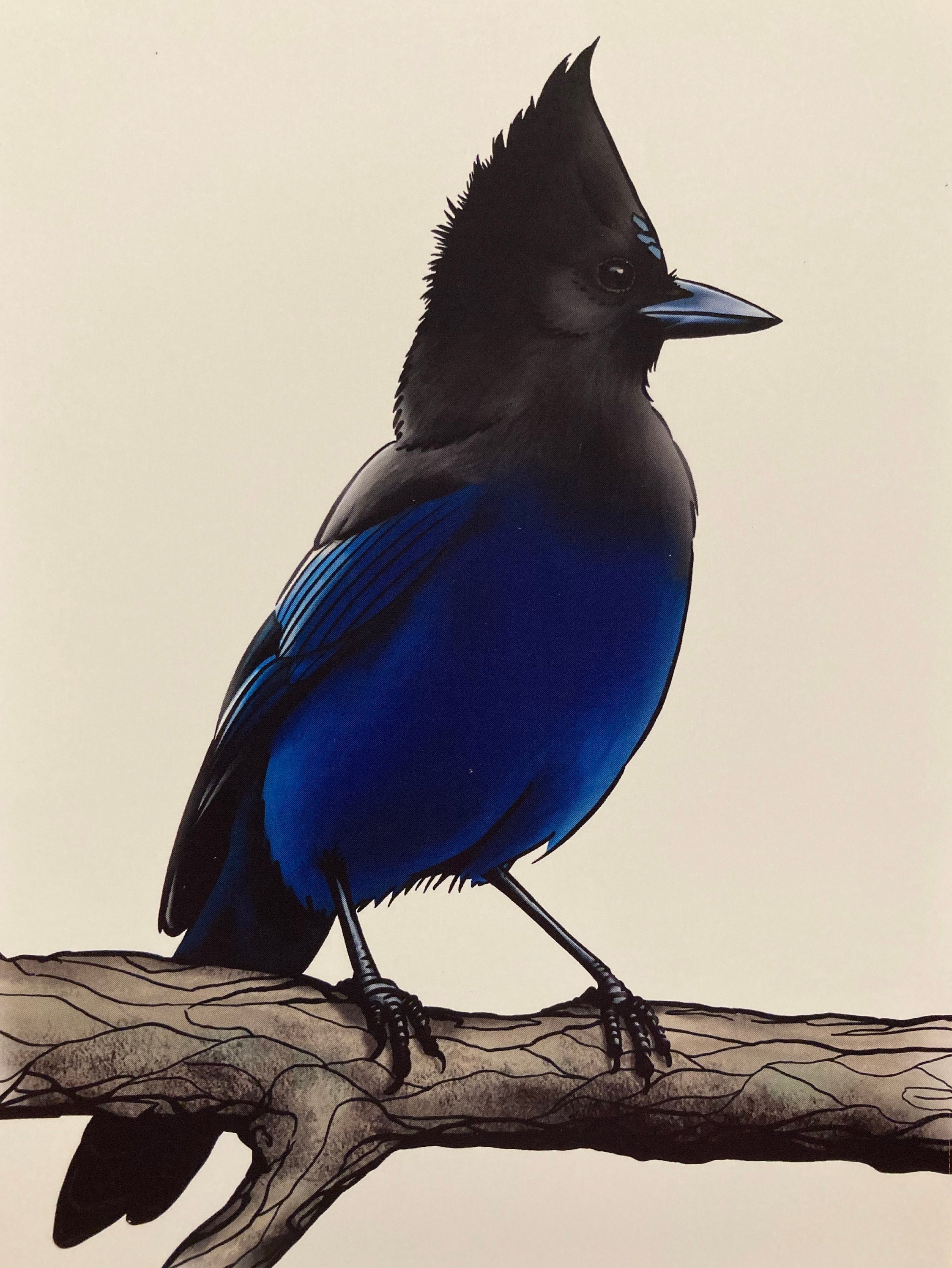 Steller’s Jay Digital Illustration 5x7 Postcard Print - Etsy