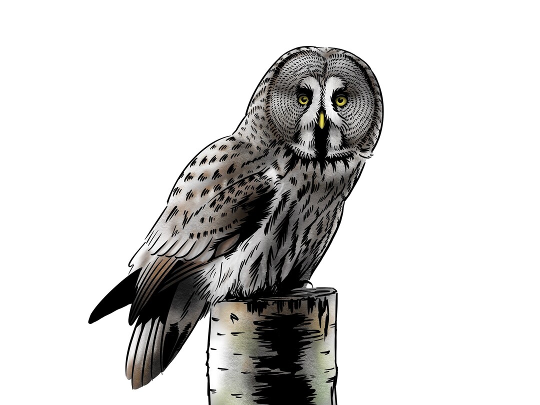 Great Grey Owl Digital Illustration 5x7 Postcard Print - Etsy