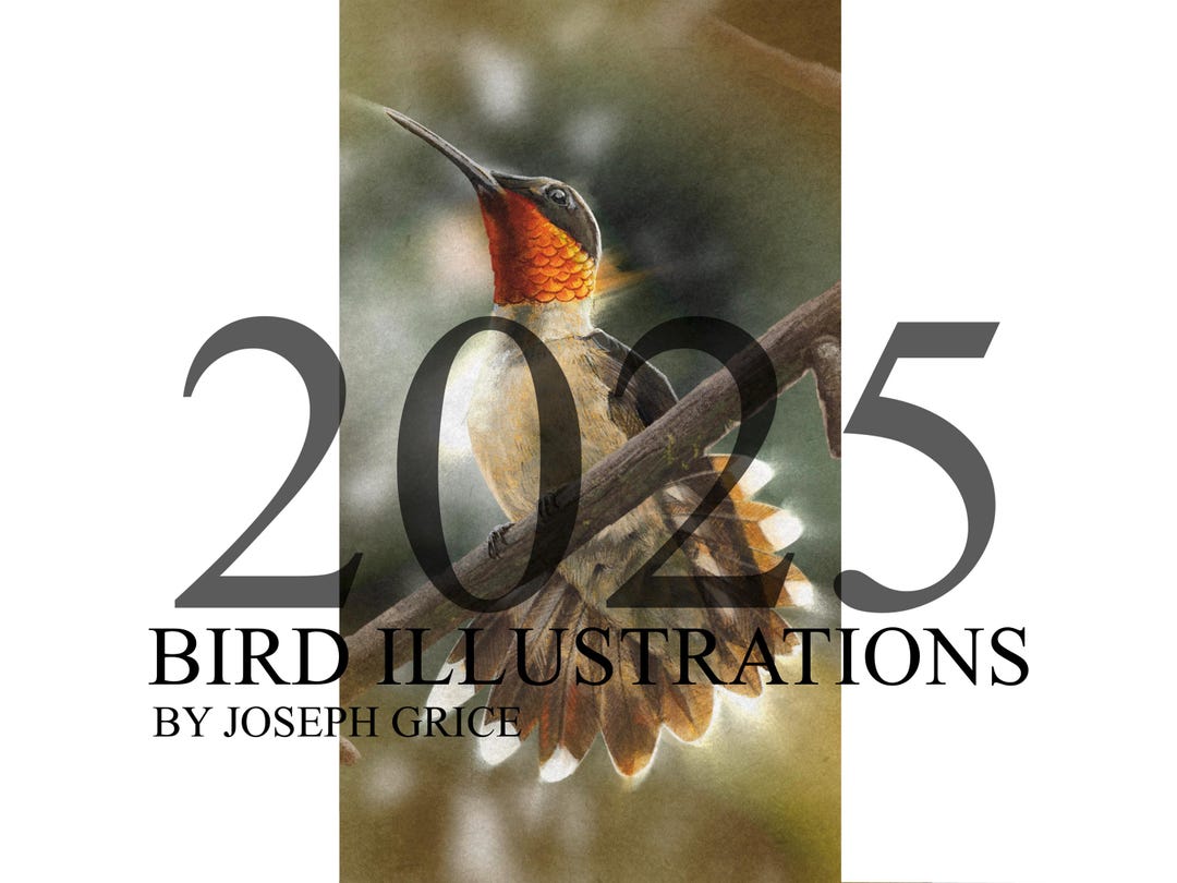 2025 Wall Calendar Bird Illustrations by Joseph Grice free Shipping - Etsy
