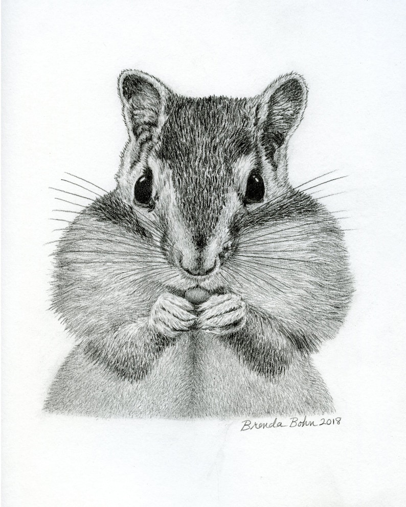 Chipmunk Original Drawing - Etsy