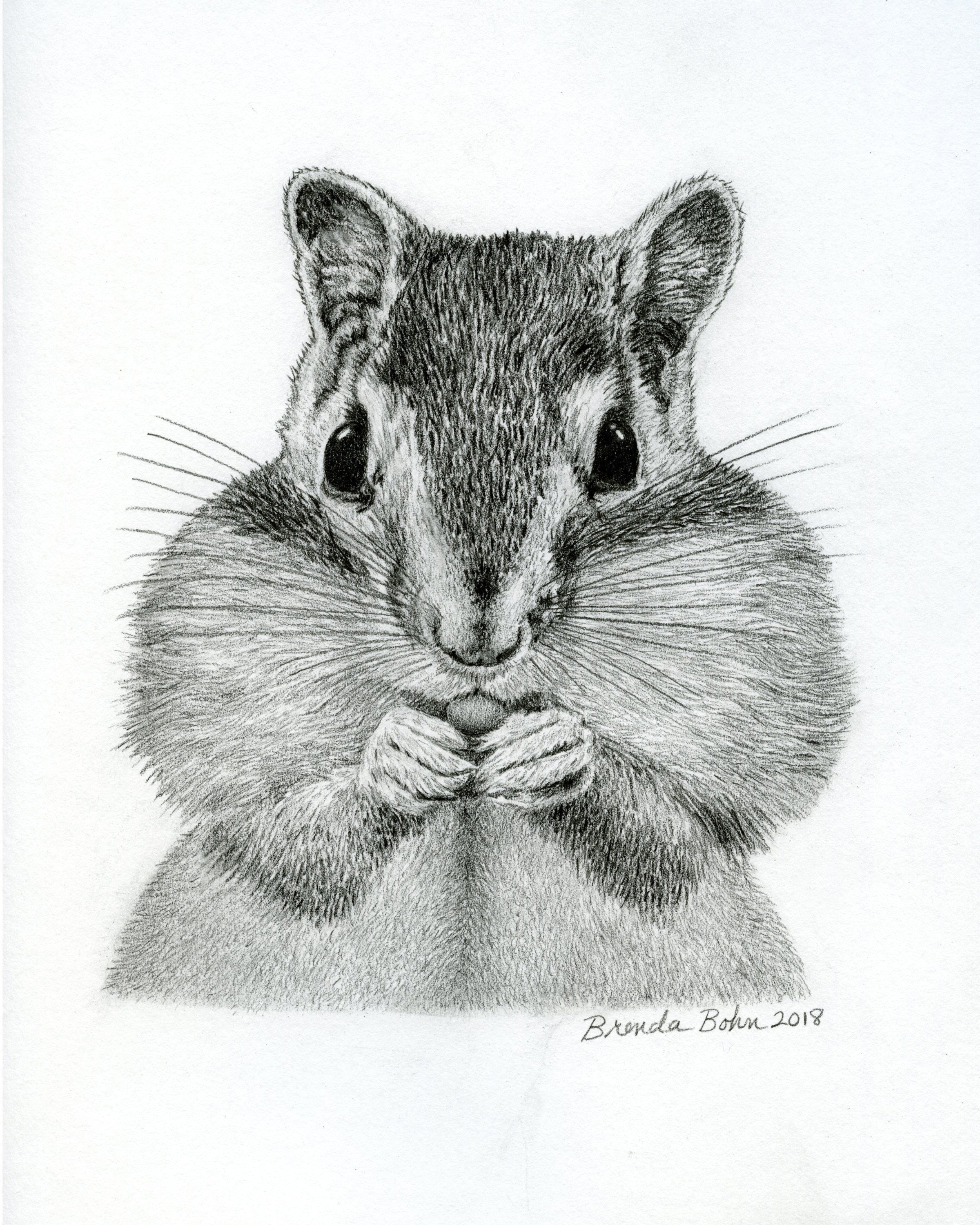 Chipmunk Original Drawing - Etsy