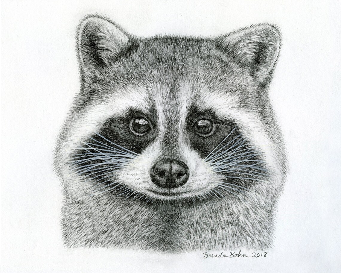 Raccoon Original Drawing - Etsy