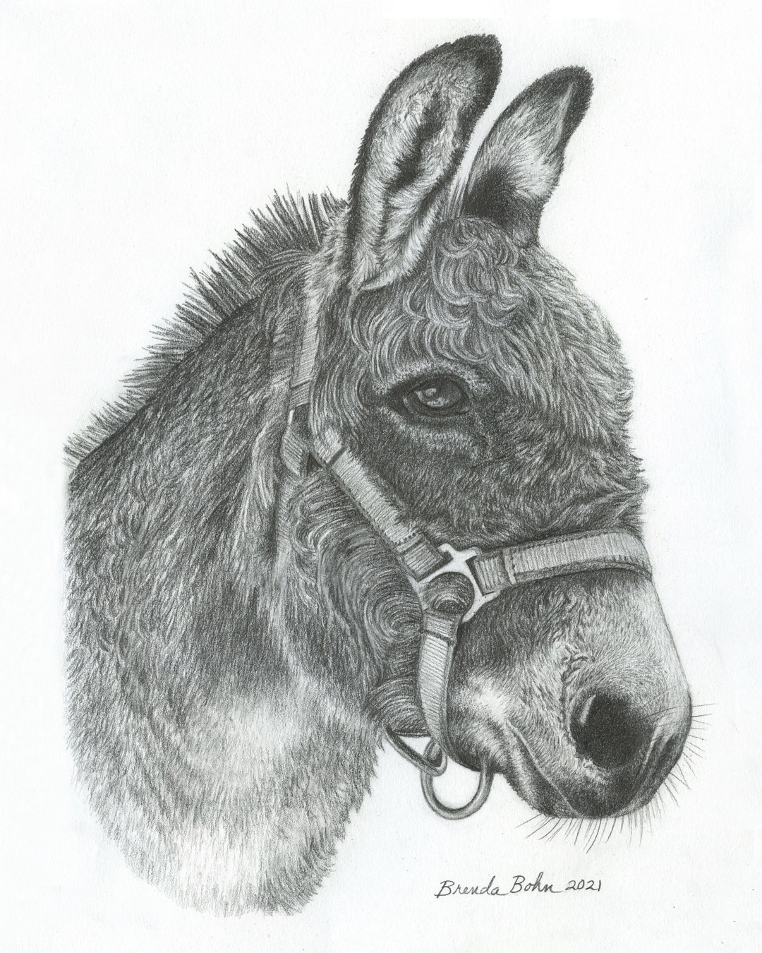 Burro Print - Etsy