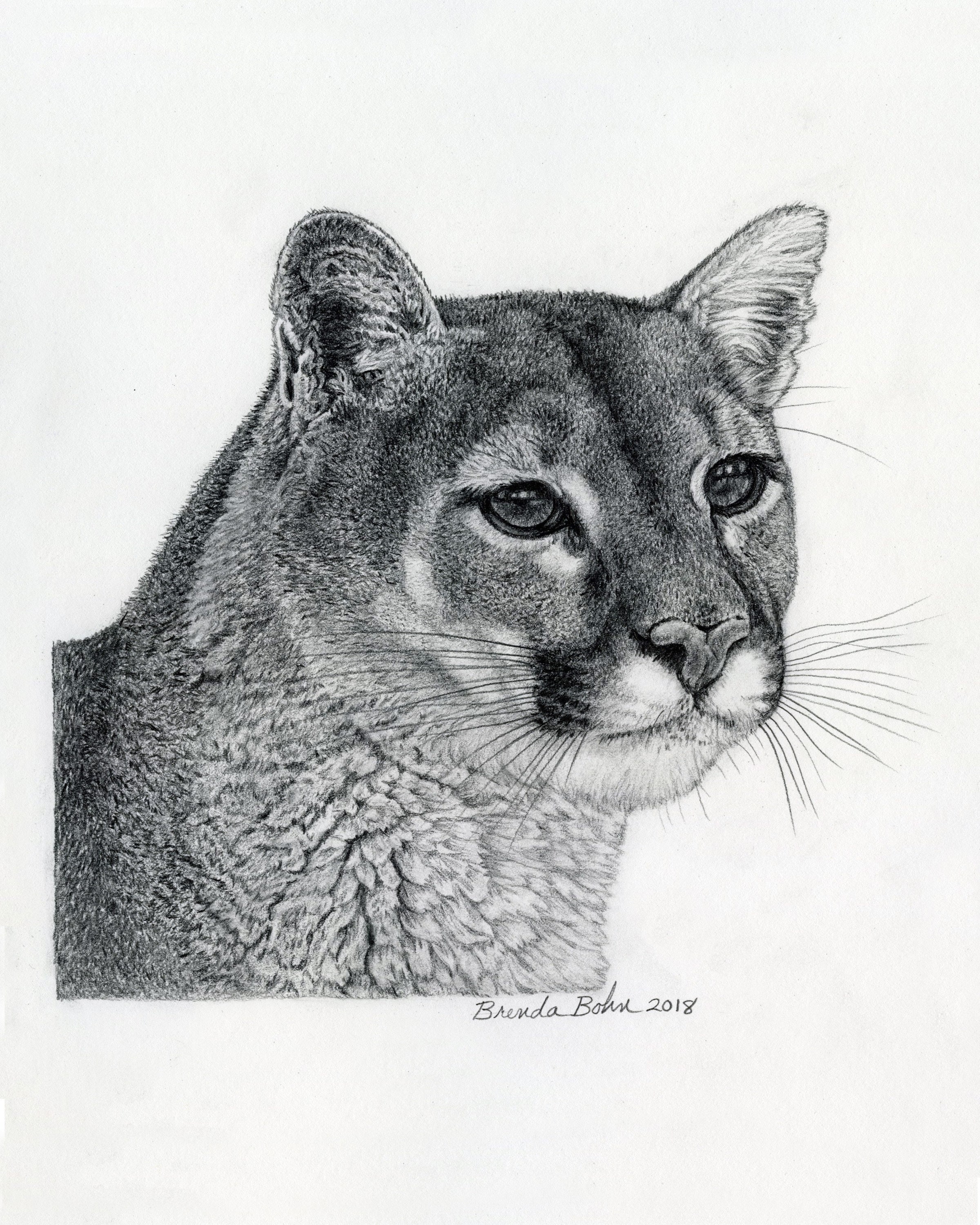 Cougar Original Drawing - Etsy