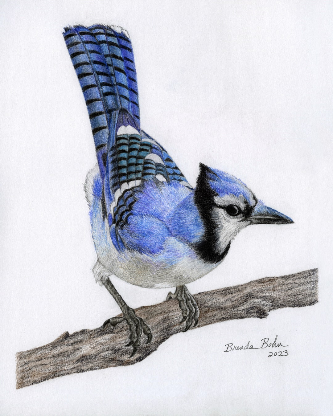 Blue Jay Original Drawing - Etsy