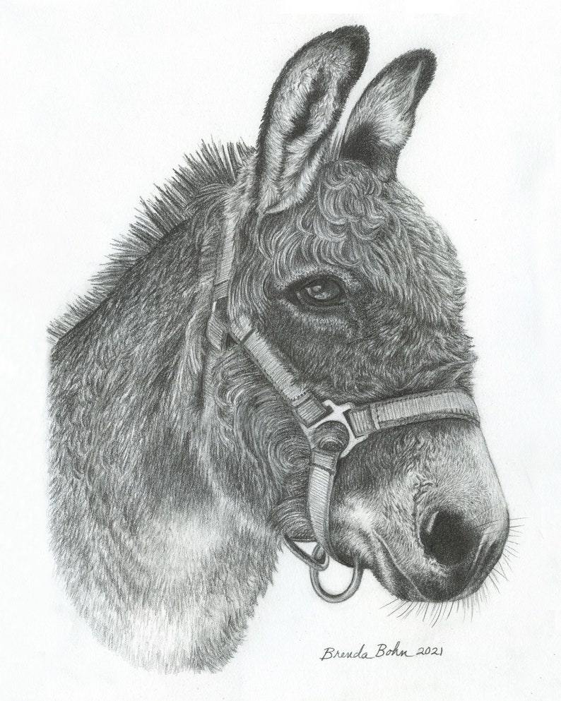 Burro Original Graphite Drawing - Etsy