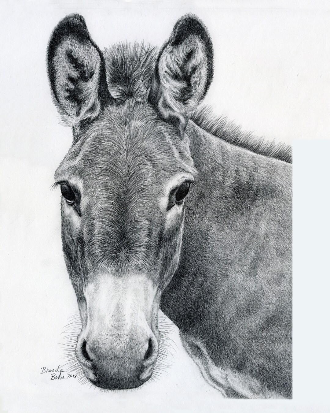 Donkey Print - Etsy
