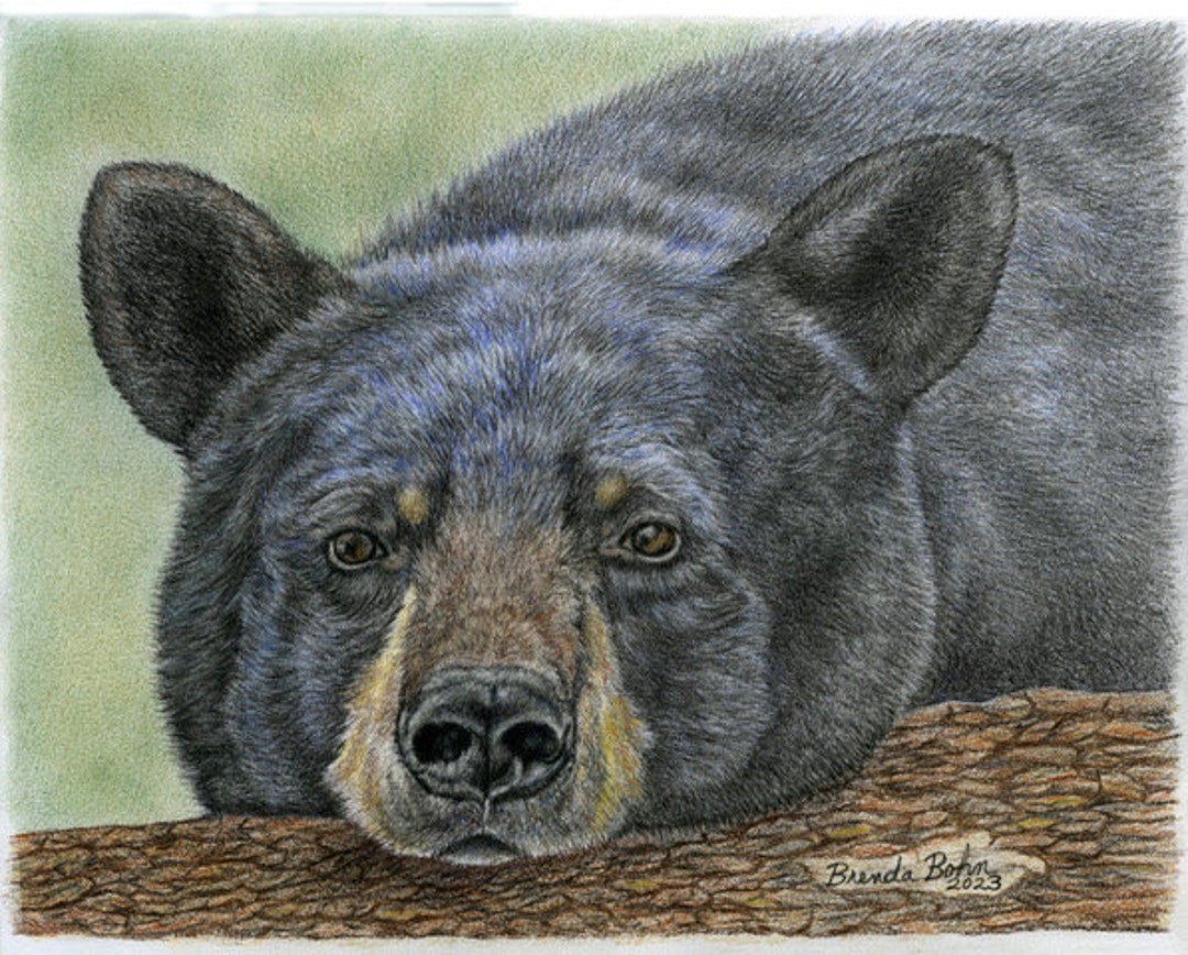 Black Bear Print - Etsy