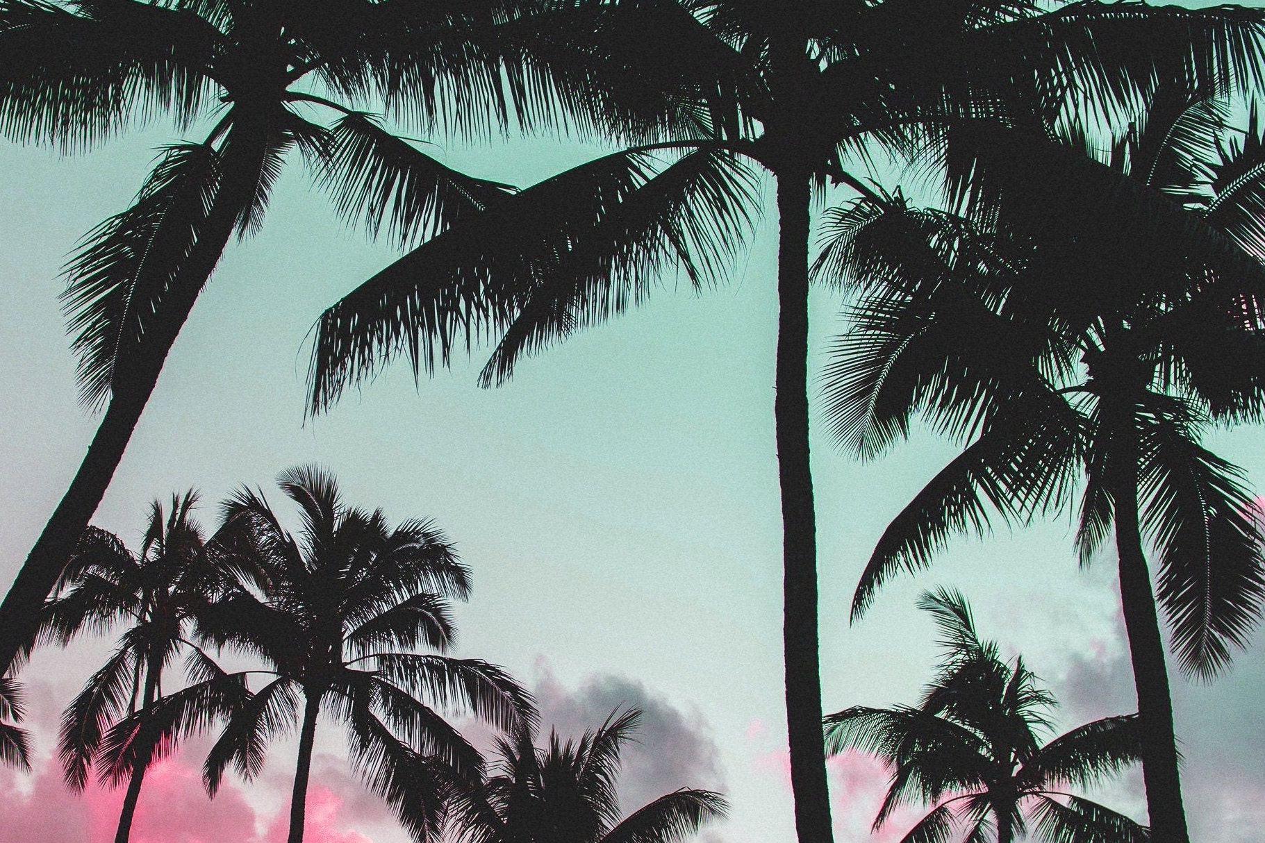 Palm Trees Coconut Trees Tropical Dusk Summer 3 Print | Etsy