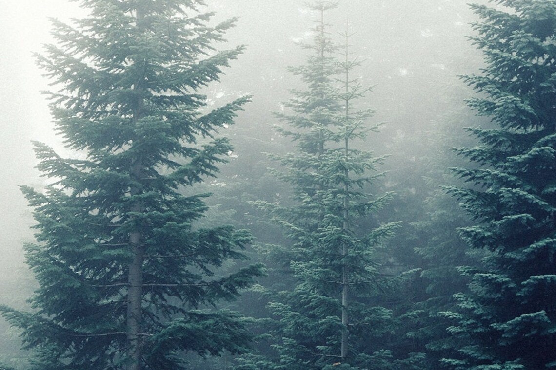 Misty Tree Forest 3 Print Set Set of 3 Triptych Wall Art - Etsy