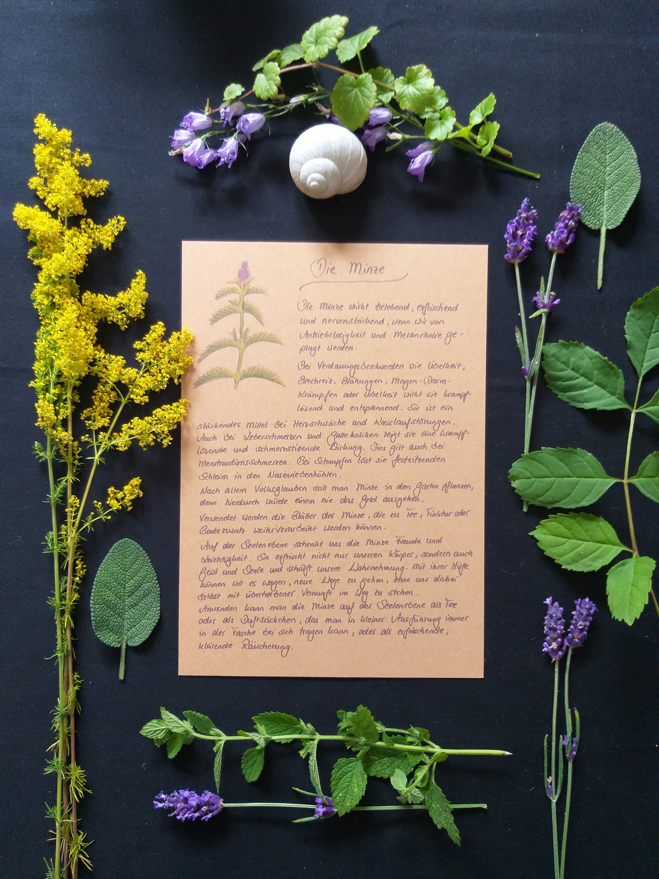 Plant Cards A5 / Plant Portraits / Herb Cards / Herbal - Etsy