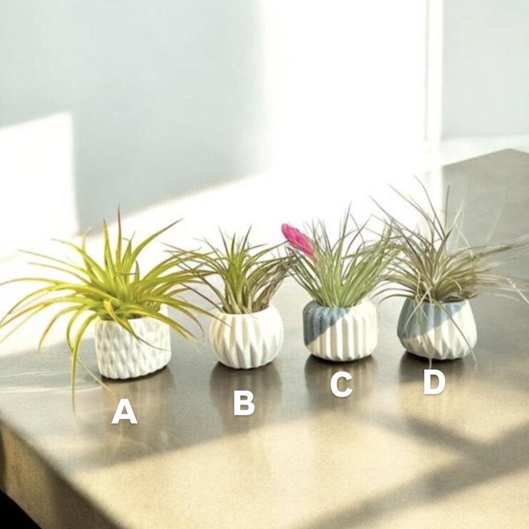 Ceramic Air Plant Pots – Set of 4 Unique Designs – Handcrafted Mini ...
