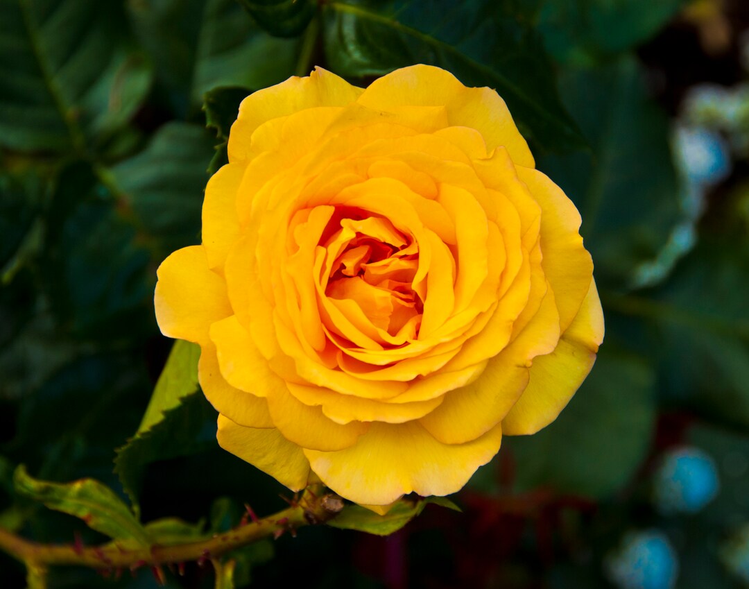 Yellow Rose | Digital Download - Wall Art - Printable Digital ...