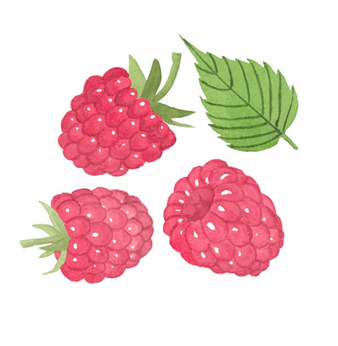Berry Clipart Free Vector Images And Illustrations | atelier-yuwa.ciao.jp