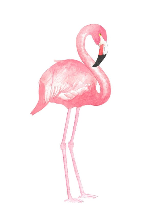 Watercolor Flamingo Clipart Tropical Bird Illustration | Etsy