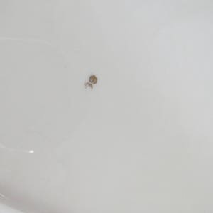 Castleton China Gloria Pattern Platter - Etsy