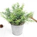 Rosemary Plant in Galvanized Bucket Artificial Plant - Etsy