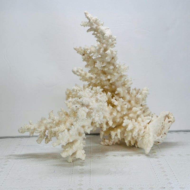 Large White Coral - Etsy