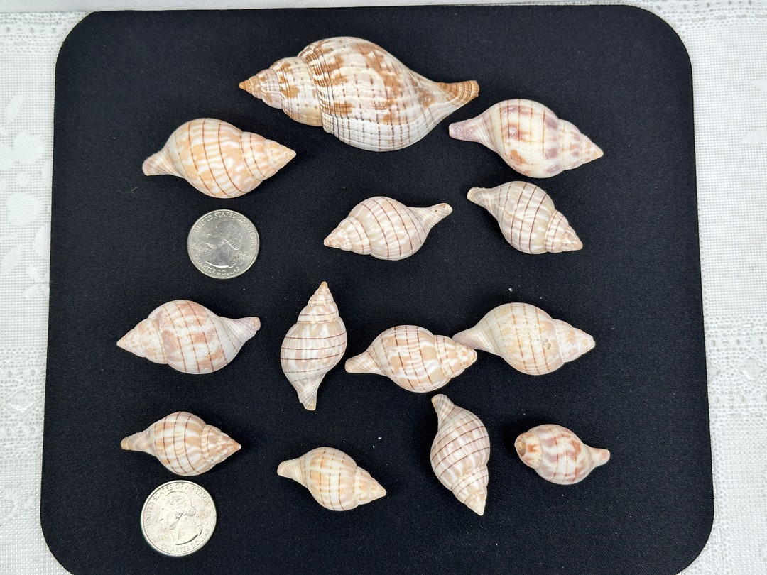 Banded Tulip Shells, Gulf Coast Seashells, - Etsy