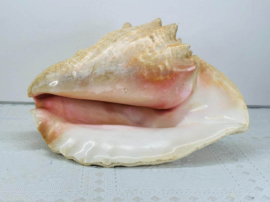 Large Queen Conch Shell, Conch Shell, Queen Conch Shell, Large Ocean ...